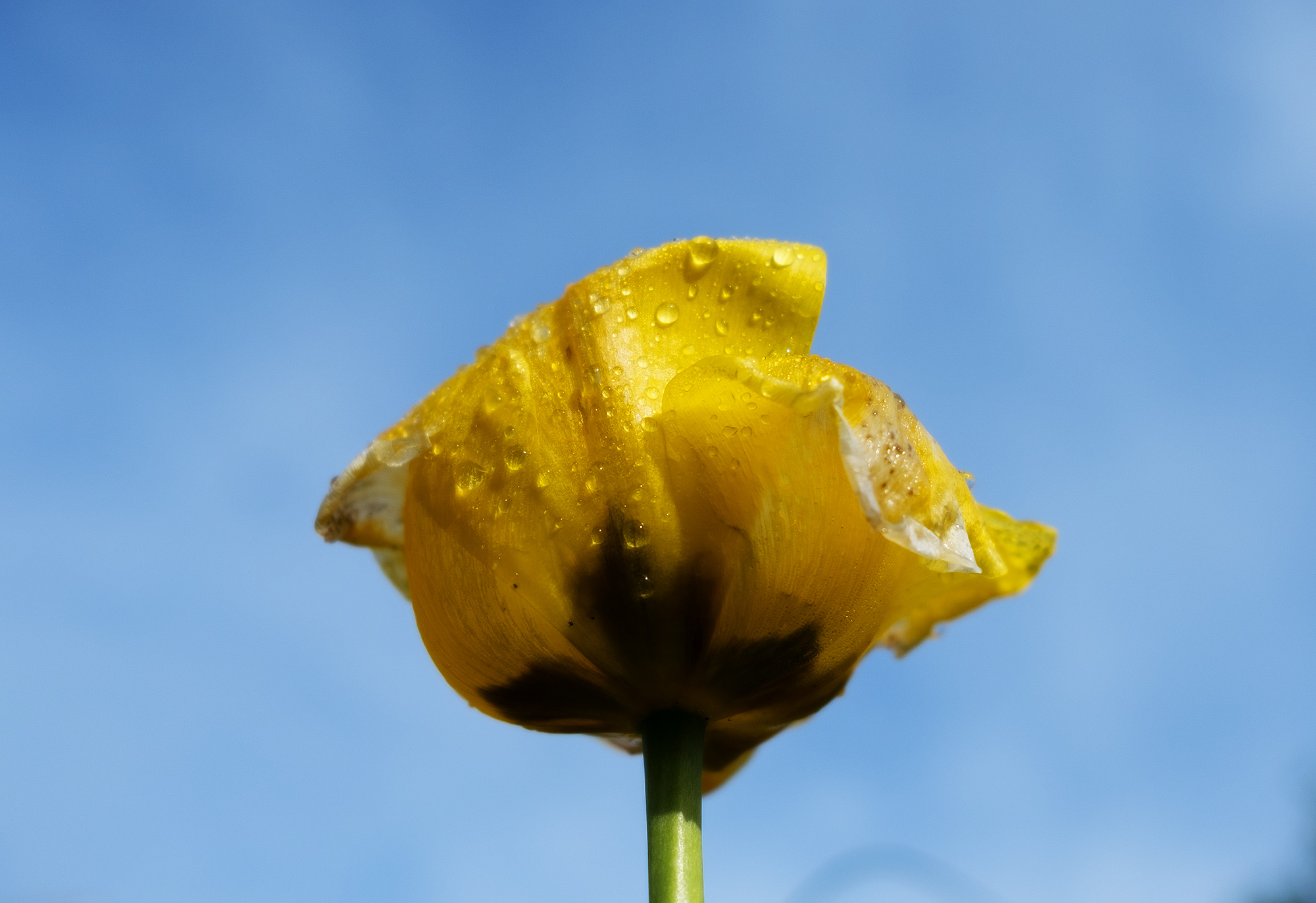 April showers bring April flowers | A day A Photo