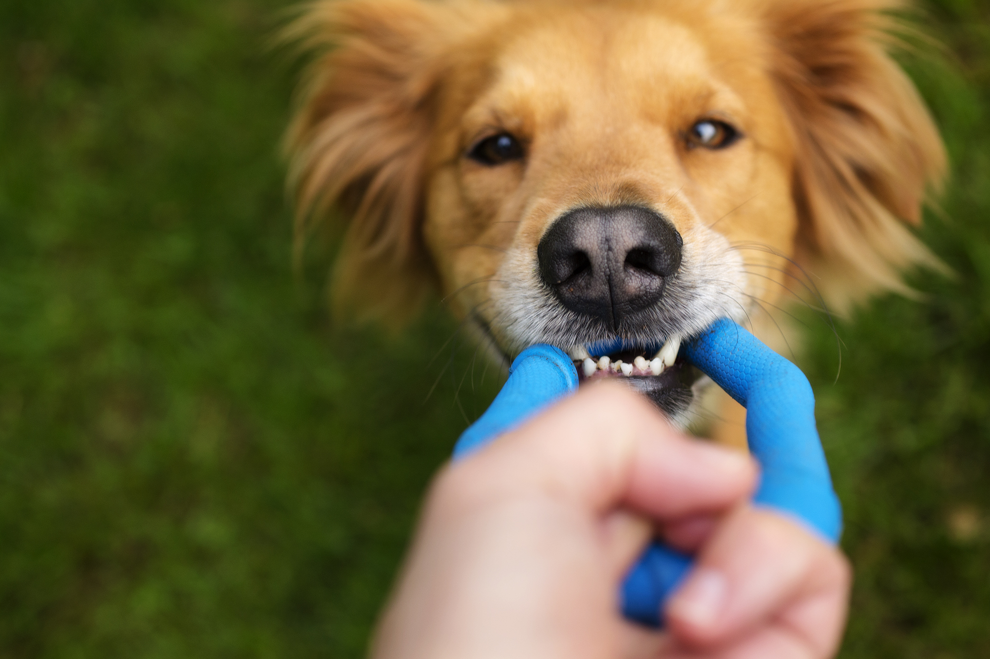 Fierce friend | A day A Photo