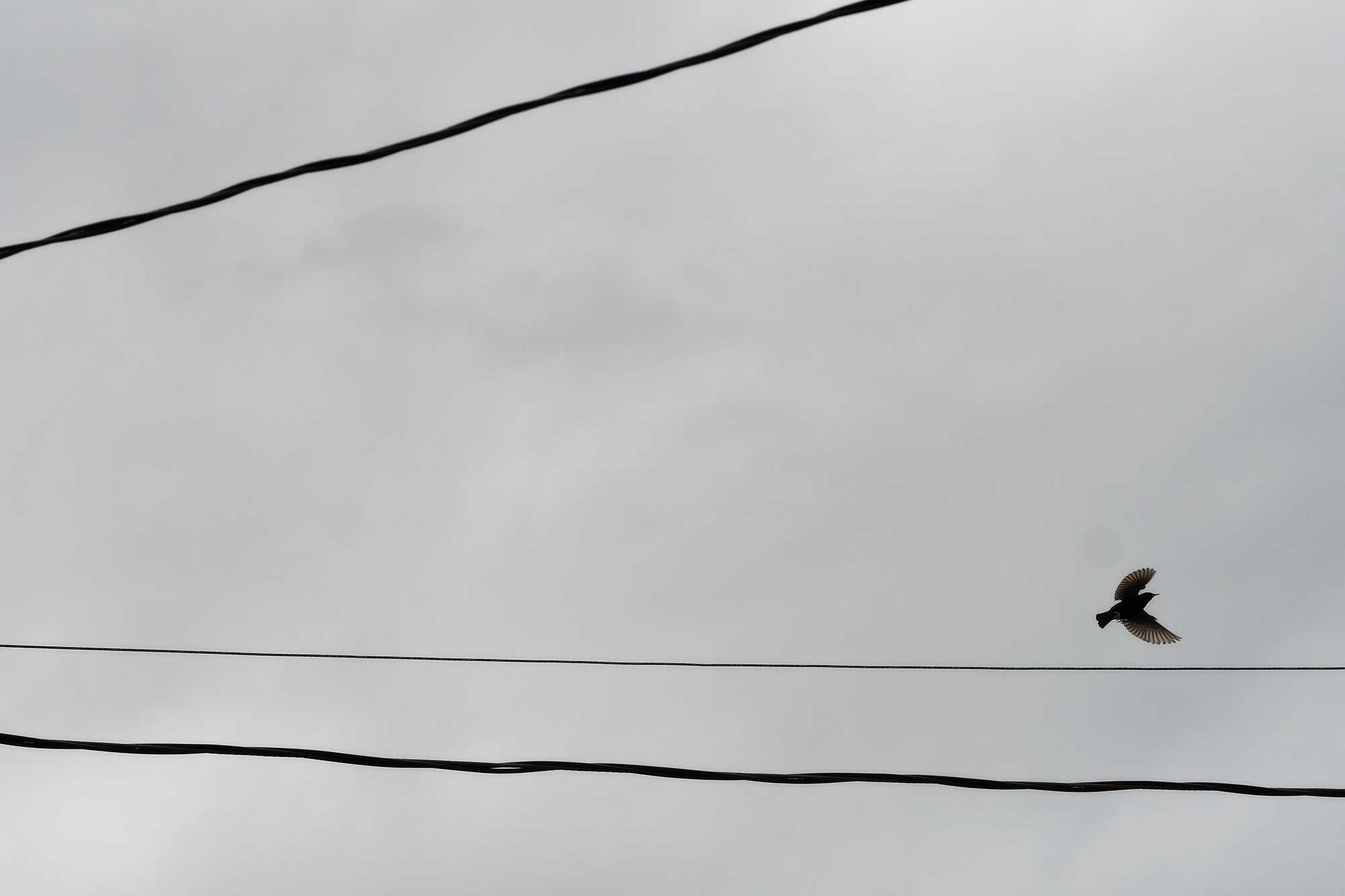 Take these broken wings and learn to fly | A day A Photo