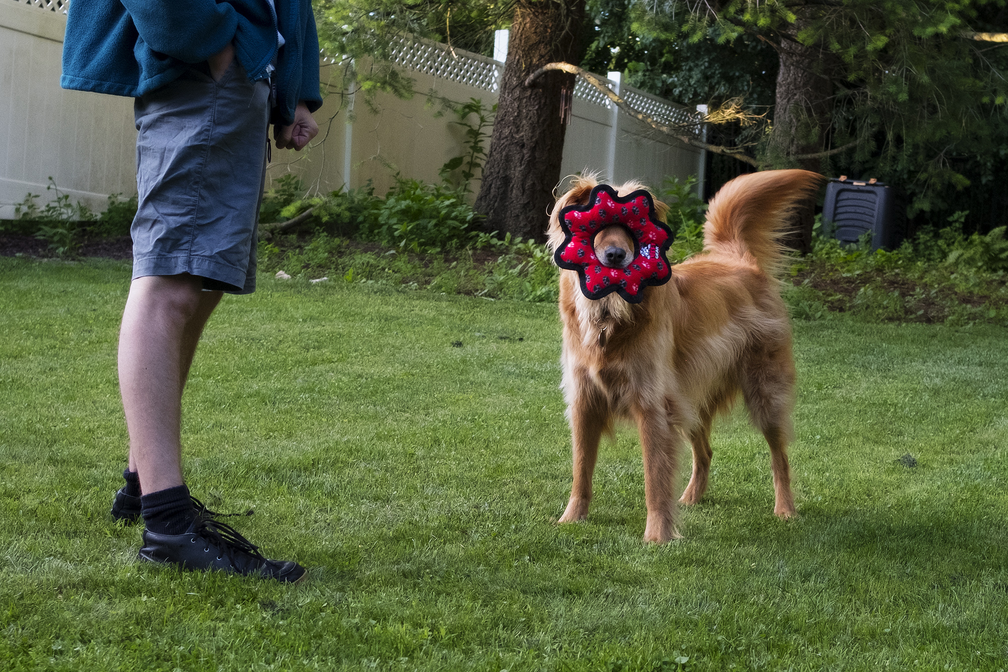 Who is that masked dog? | A day A Photo
