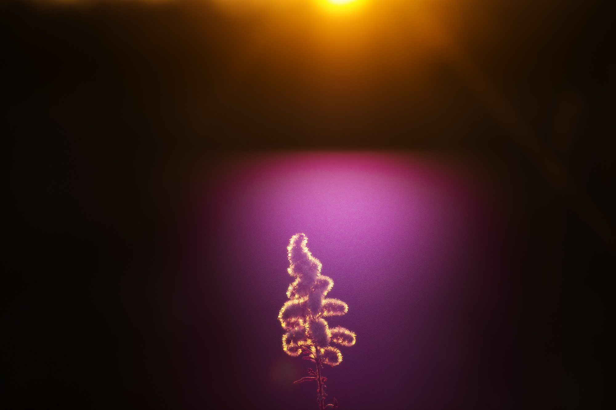 Lens flare | A day A Photo