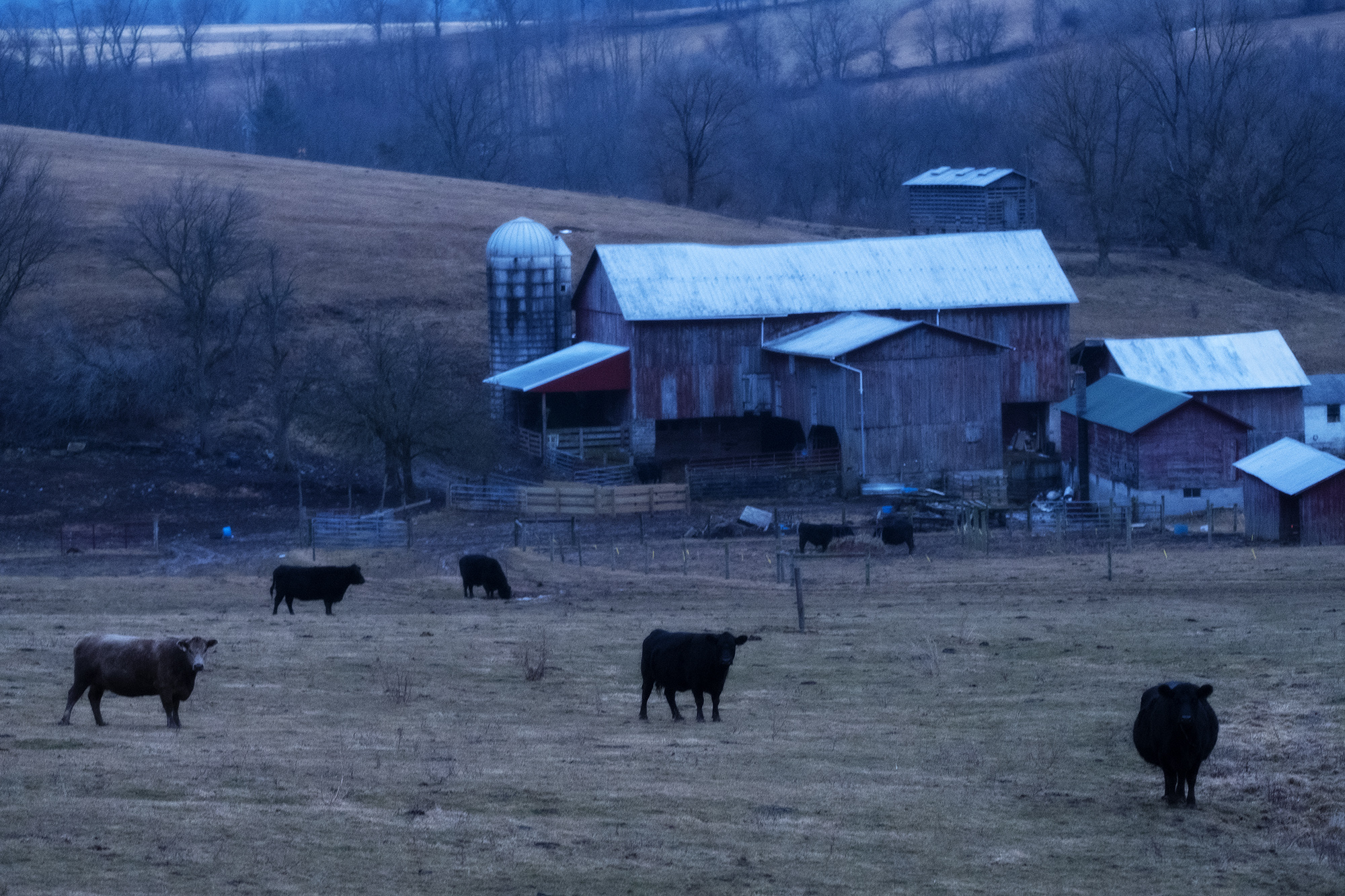 Blue cows | A day A Photo