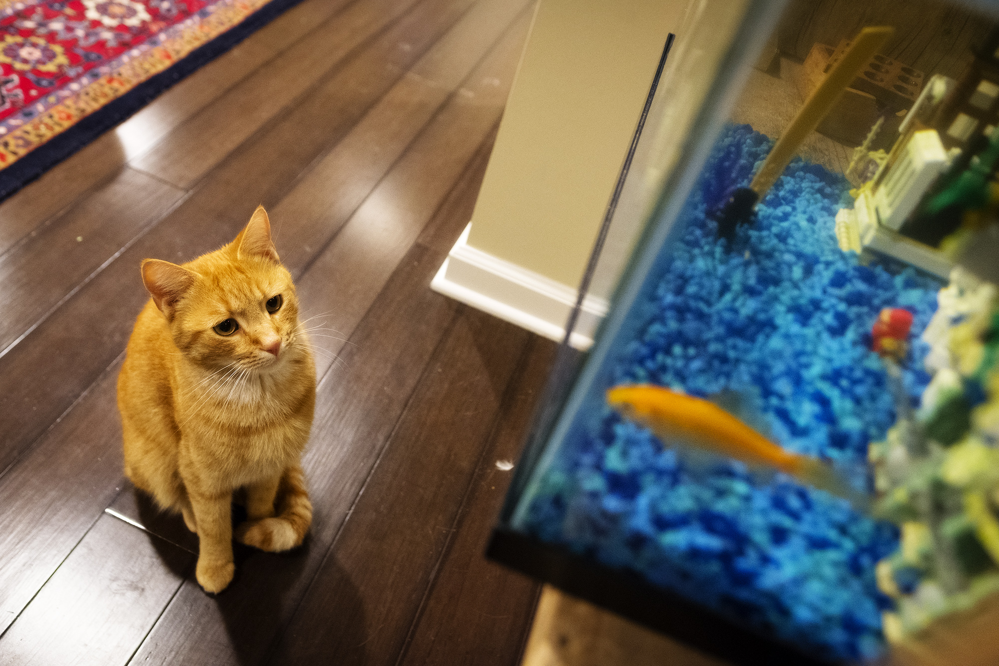 Kitty Netflix | A day A Photo