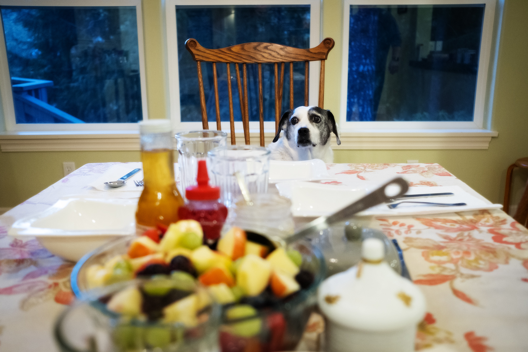 Buster wants breakfast | A day A Photo