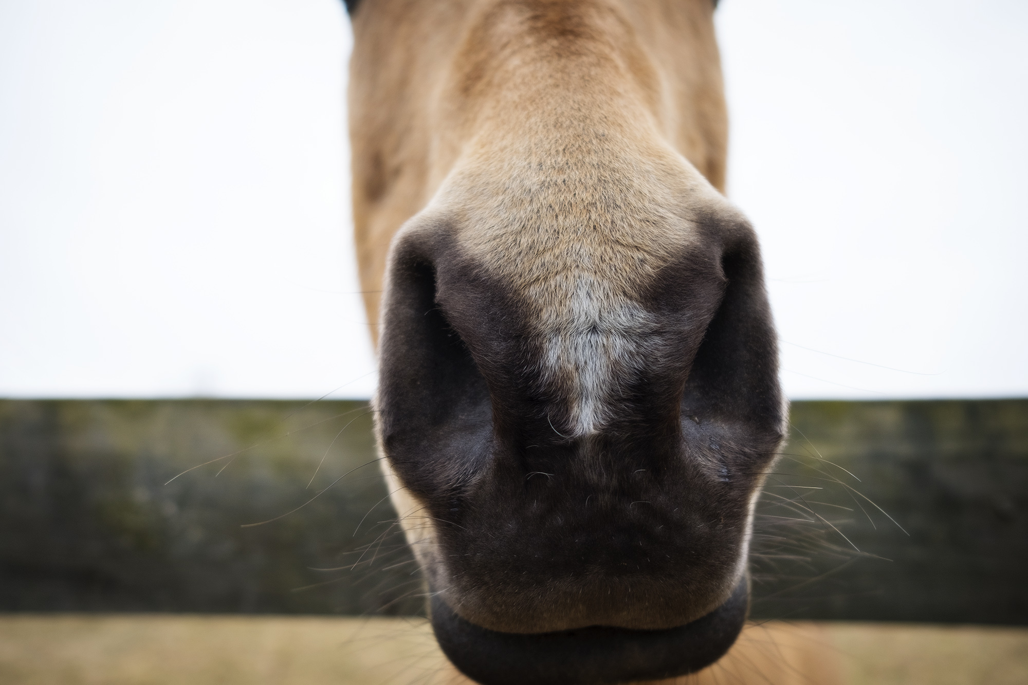 Horsey | A day A Photo