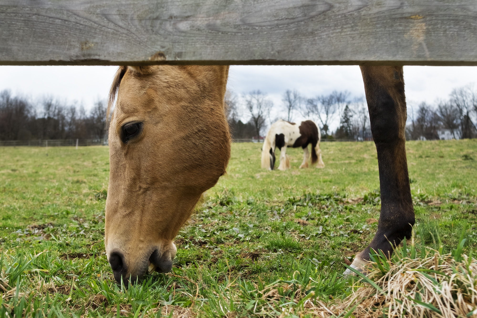 Horsies, two | A day A Photo