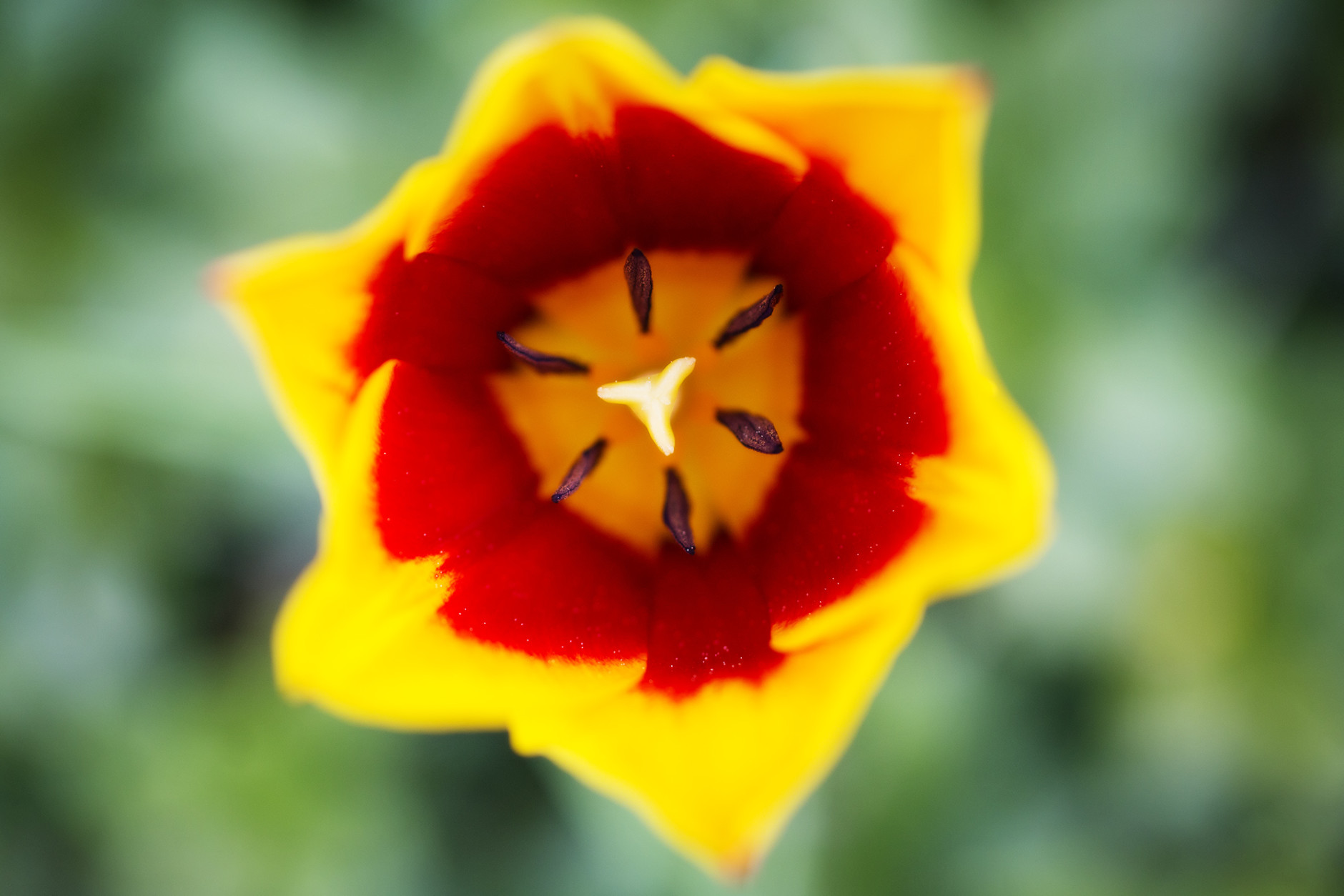 May flower | A day A Photo