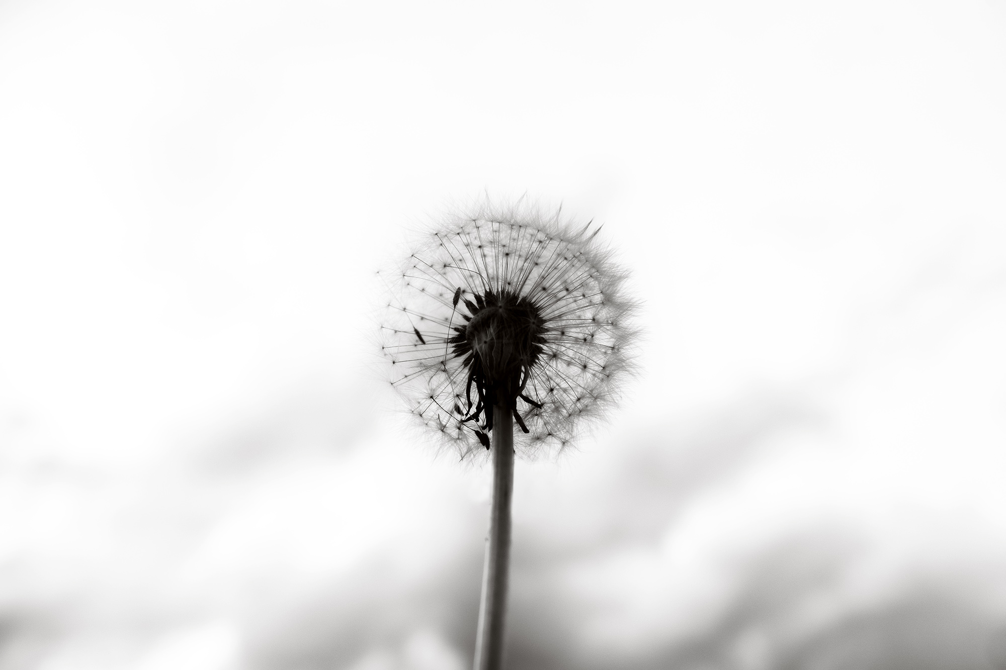 Waiting for a puff of wind | A day A Photo