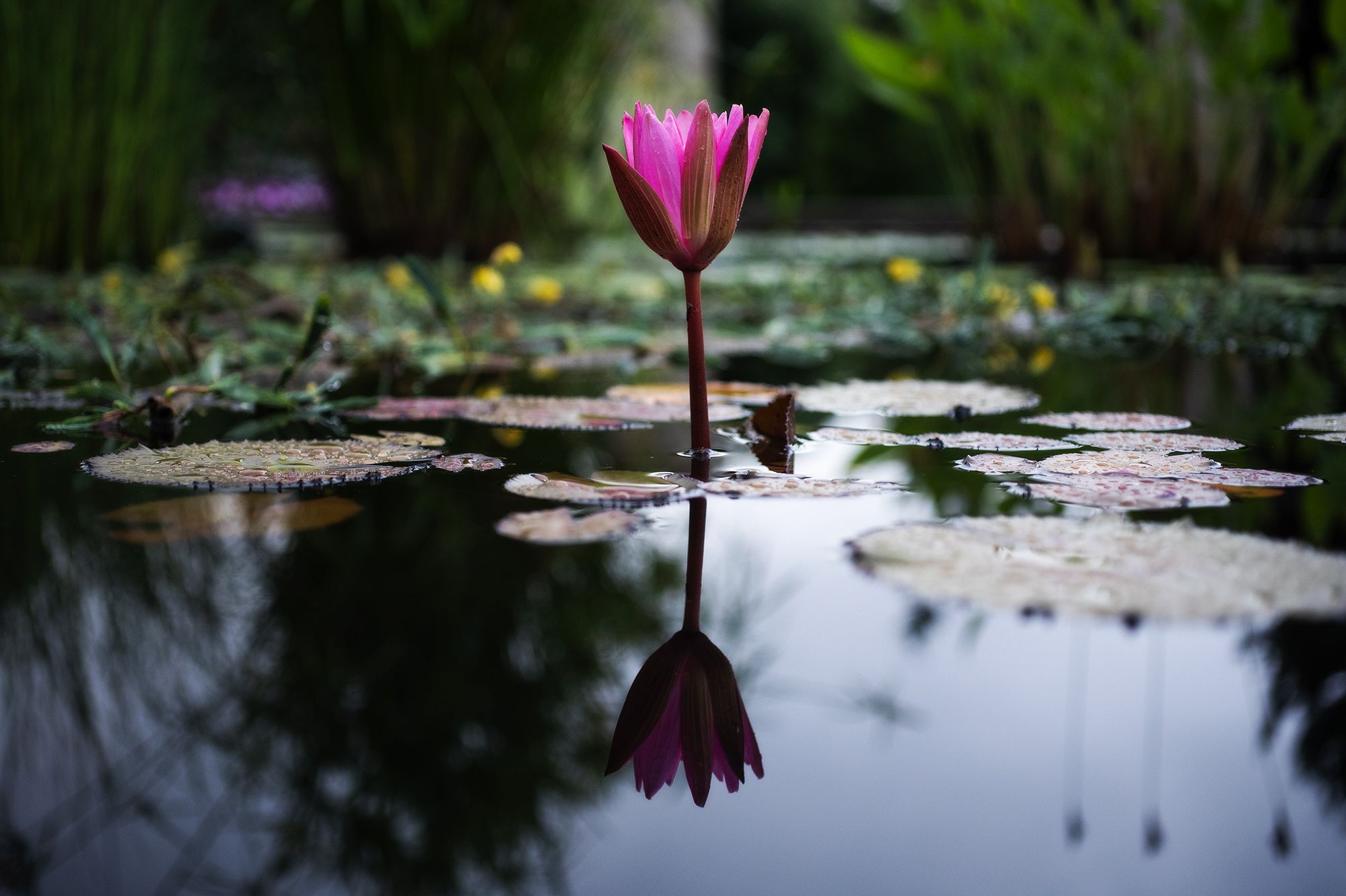 Still water | A day A Photo