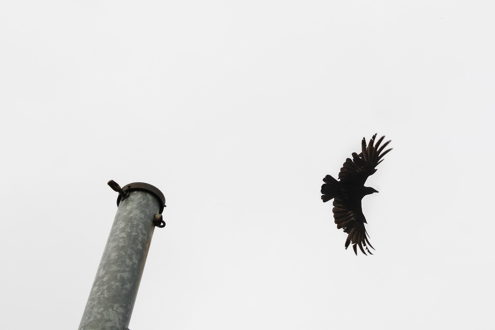 Freebird | A day A Photo