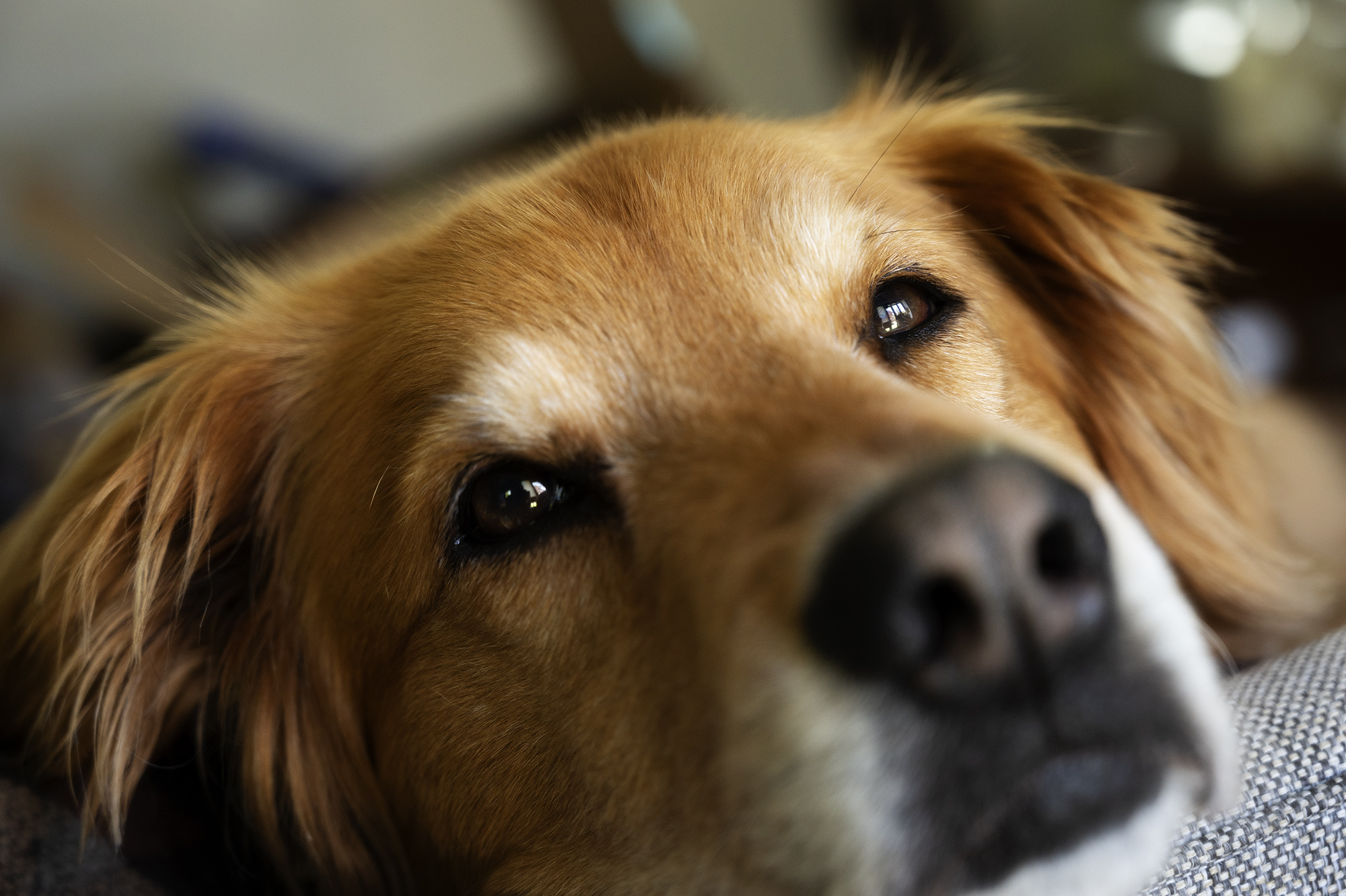 Patience dogified | A day A Photo