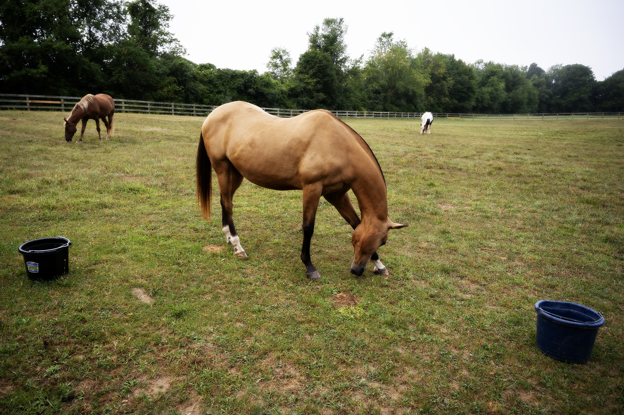 Horse ballet | A day A Photo