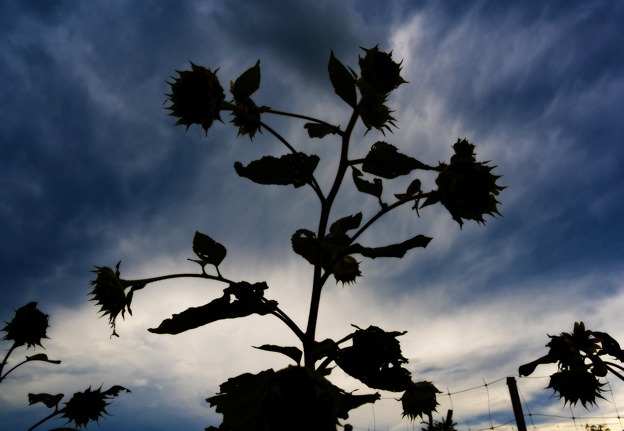 Cloud Flowers | A day A Photo