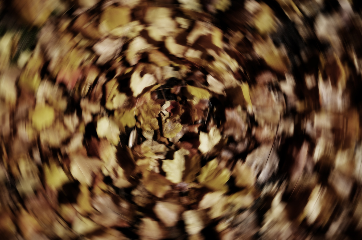 Fall is falling | A day A Photo