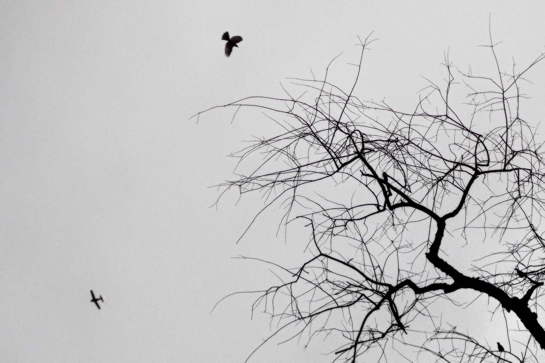 Flying things | A day A Photo