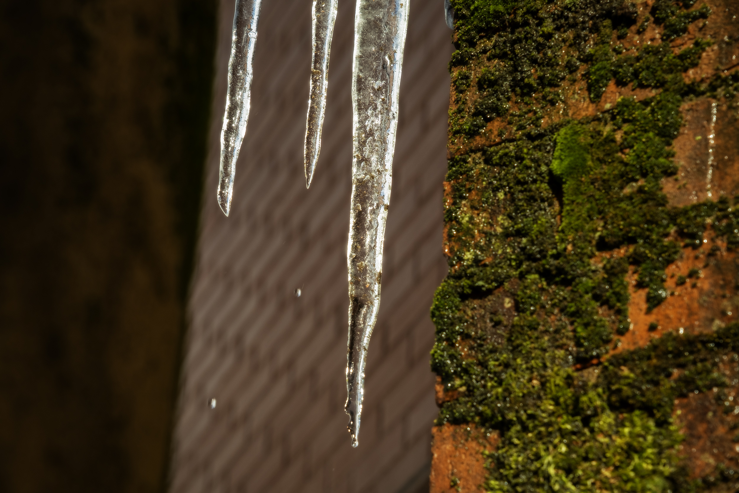 Drip, drip, drip, drip, drip today | A day A Photo