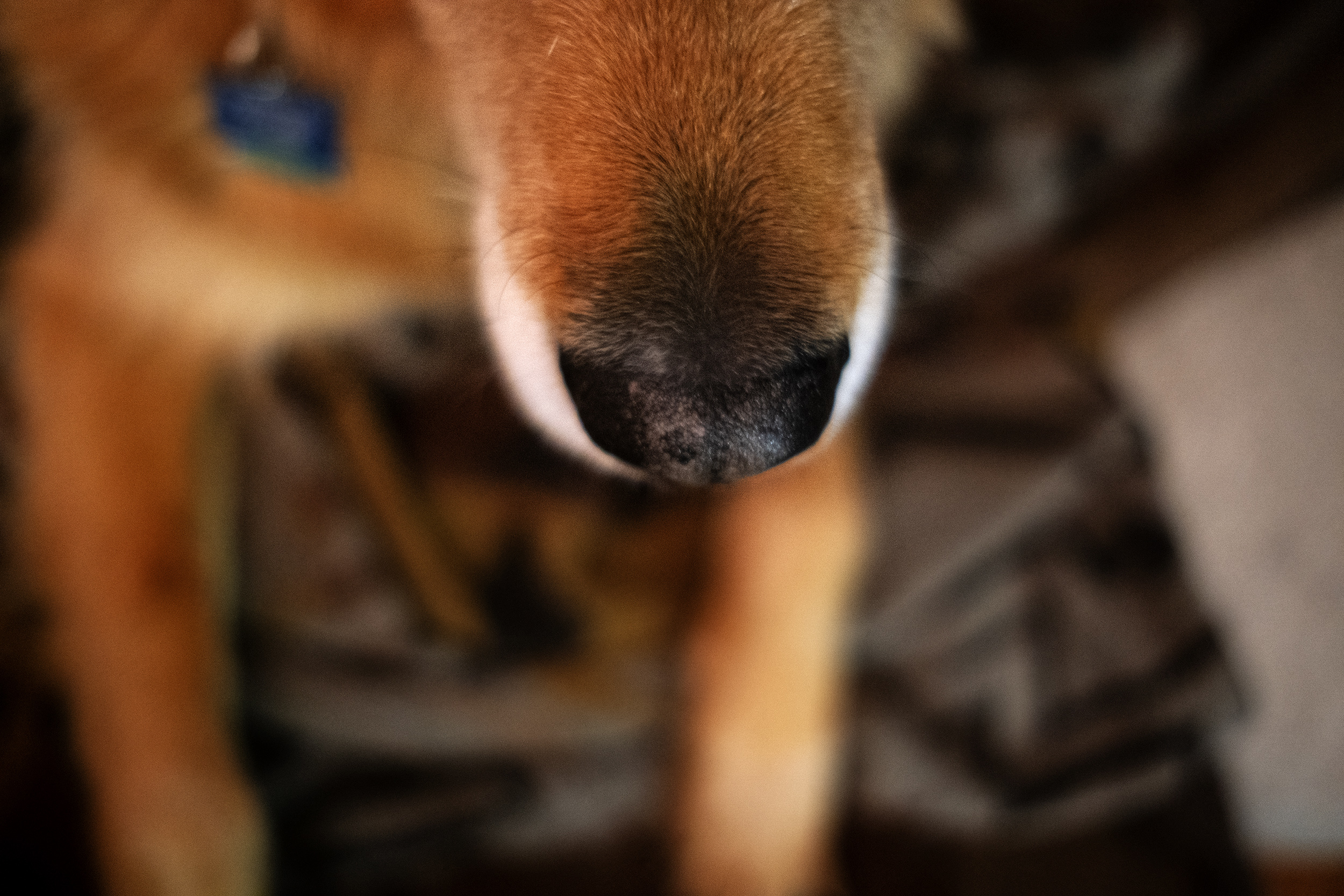 Nose of Ringo | A day A Photo