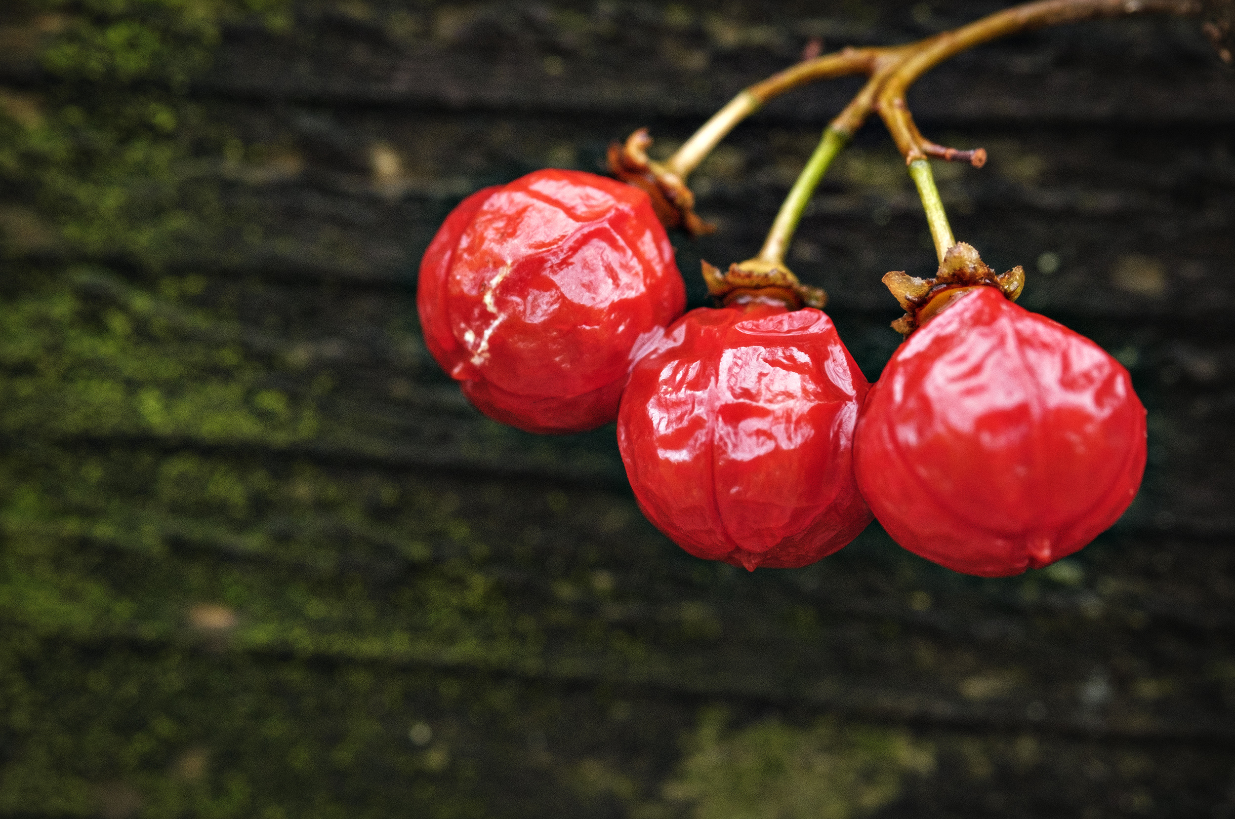 Just three red berries shriveling up in the winter | A day A Photo
