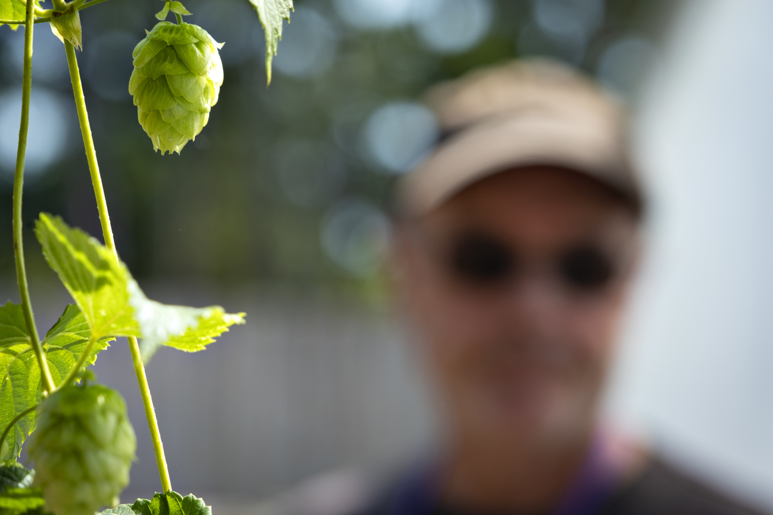Now I know what hops look like | A day A Photo