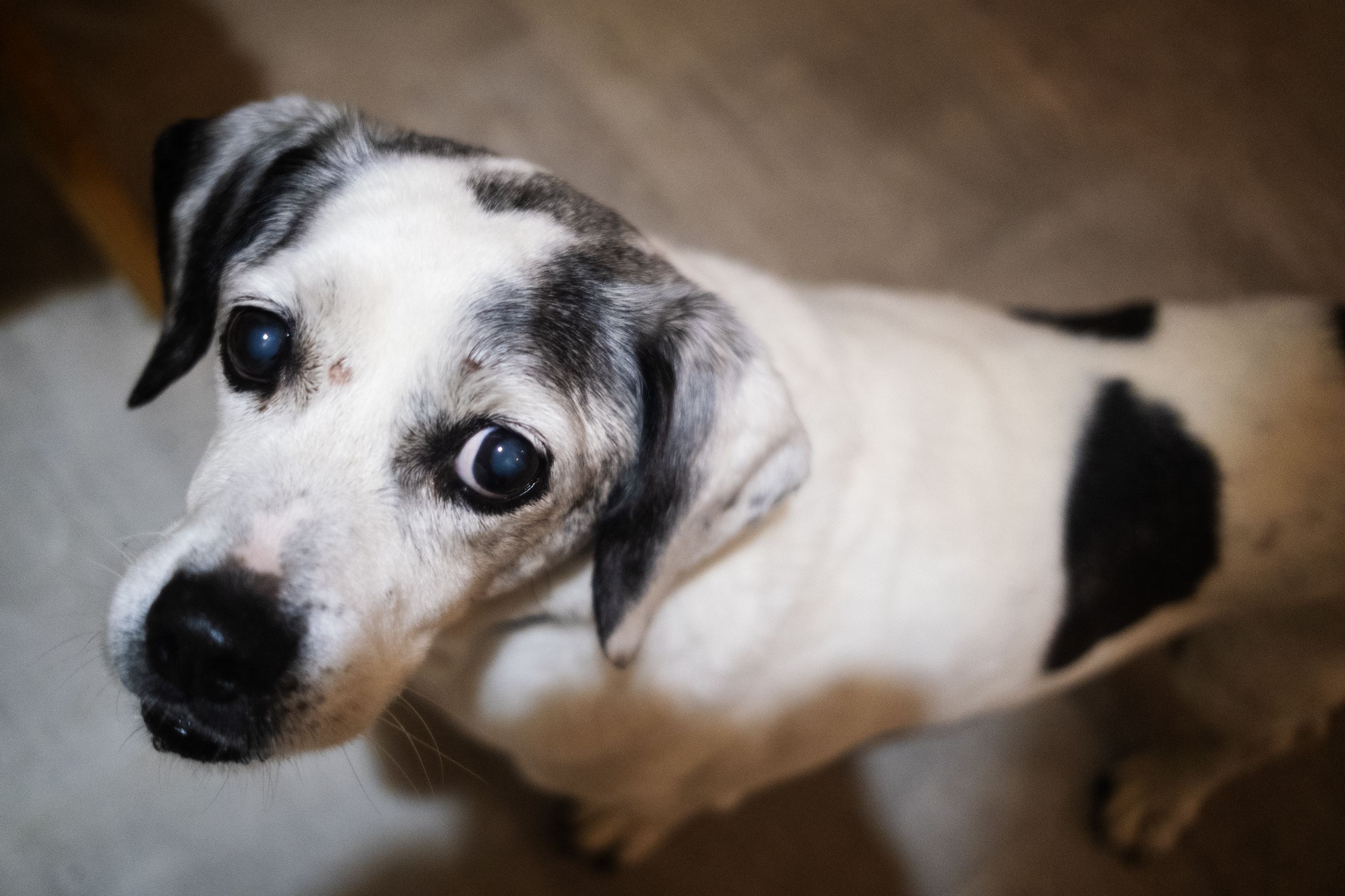 Buster sad eyes | A day A Photo