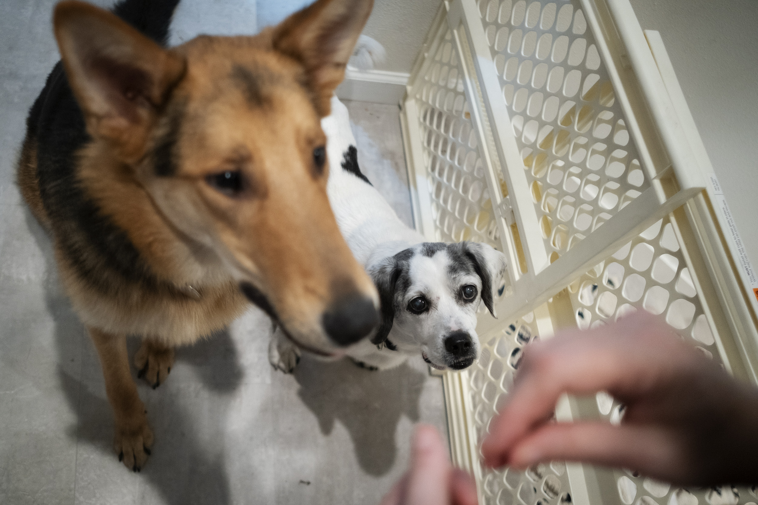 One has to sit, the other just be cute | A day A Photo