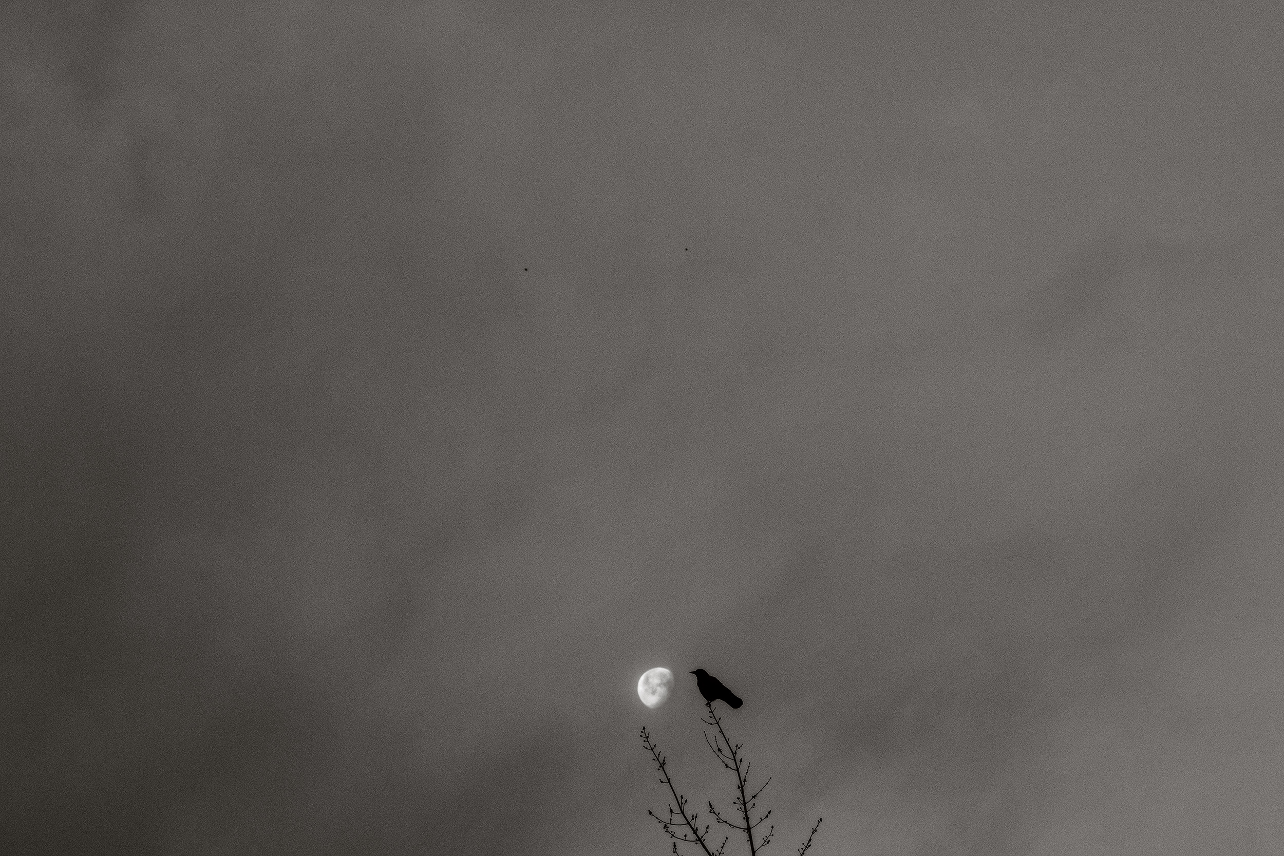 A crow crows at dawn | A day A Photo