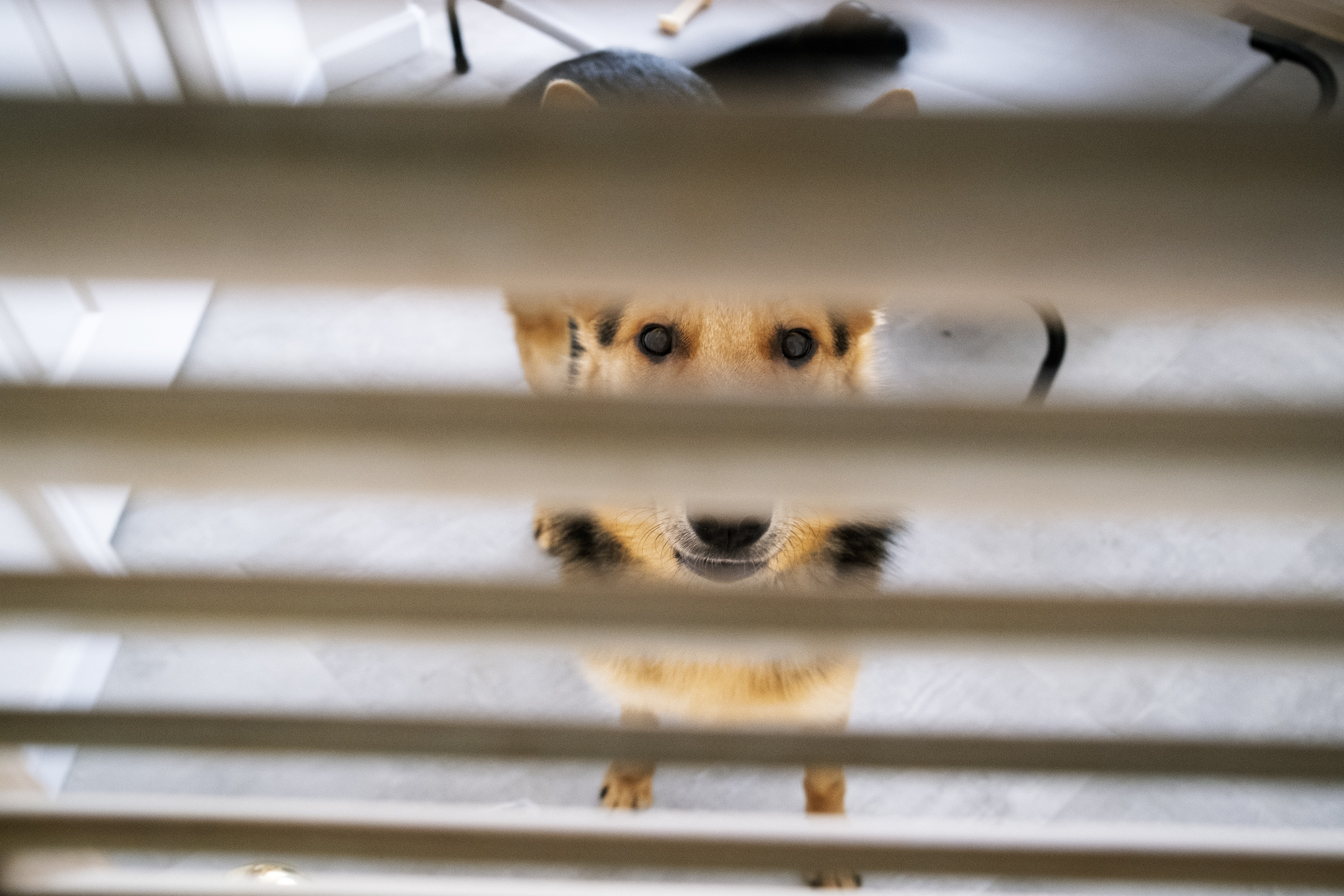 Dog purgatory | A day A Photo