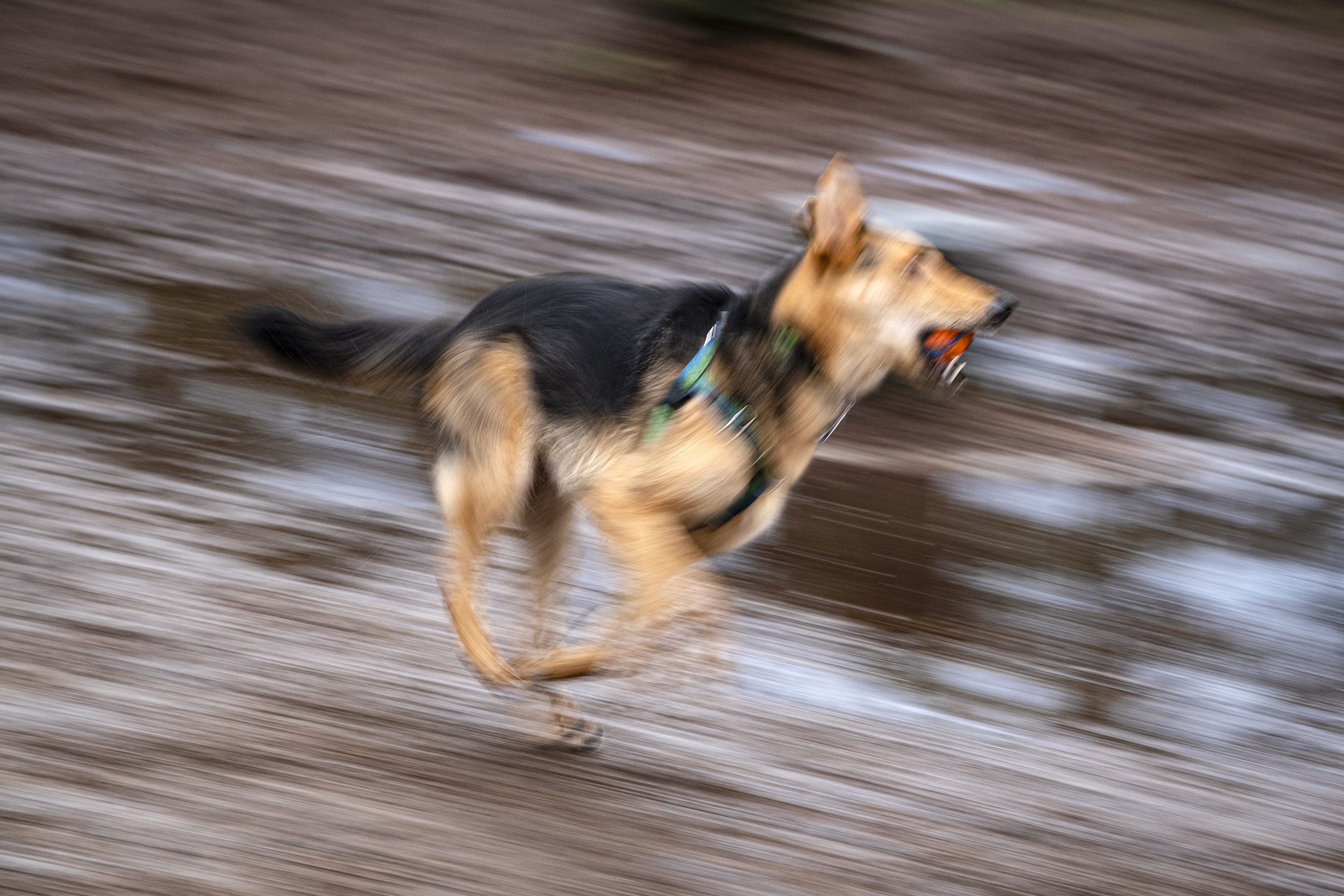 Fezzik at one twenty-fifth | A day A Photo