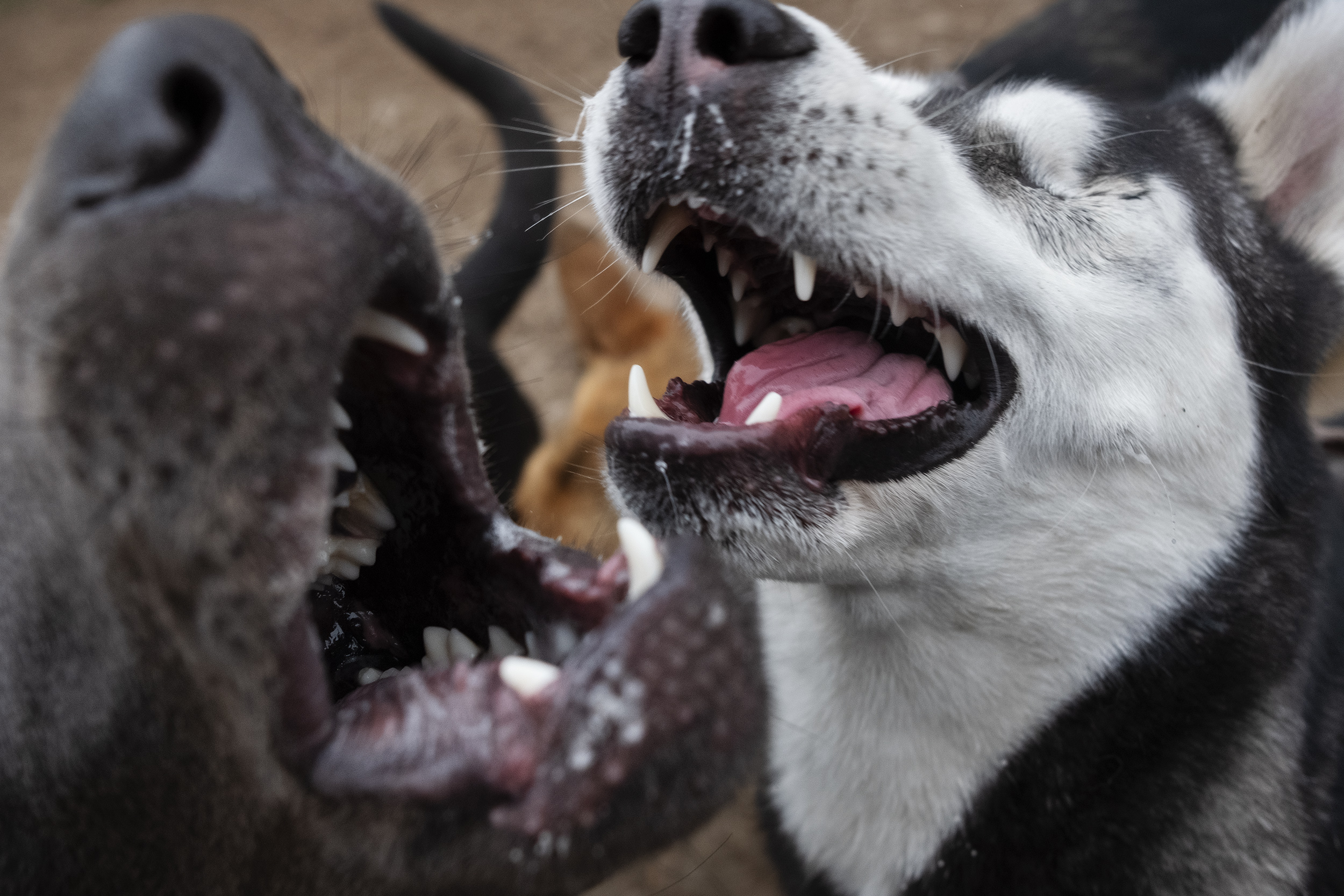 Canines | A day A Photo