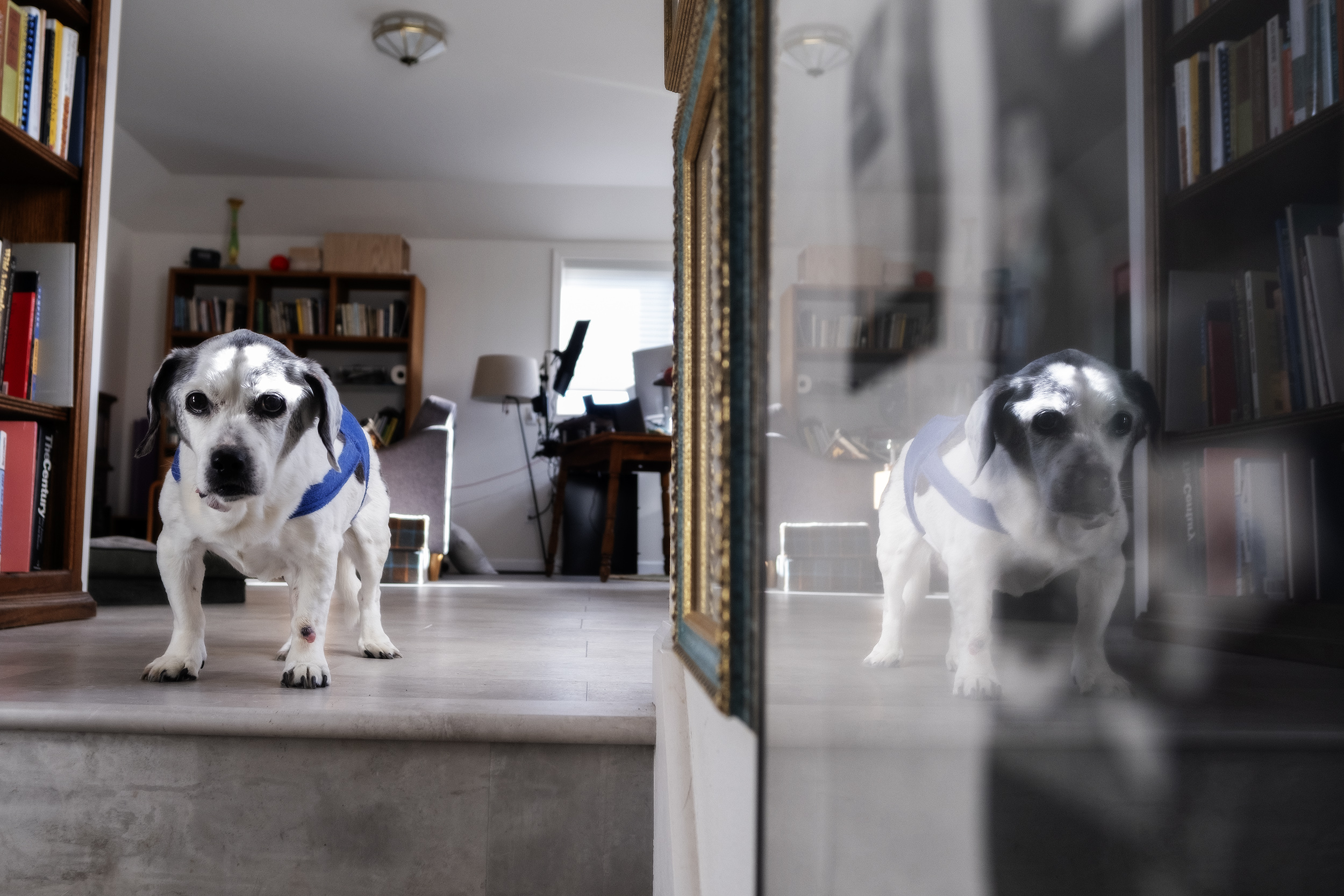 Buster art | A day A Photo