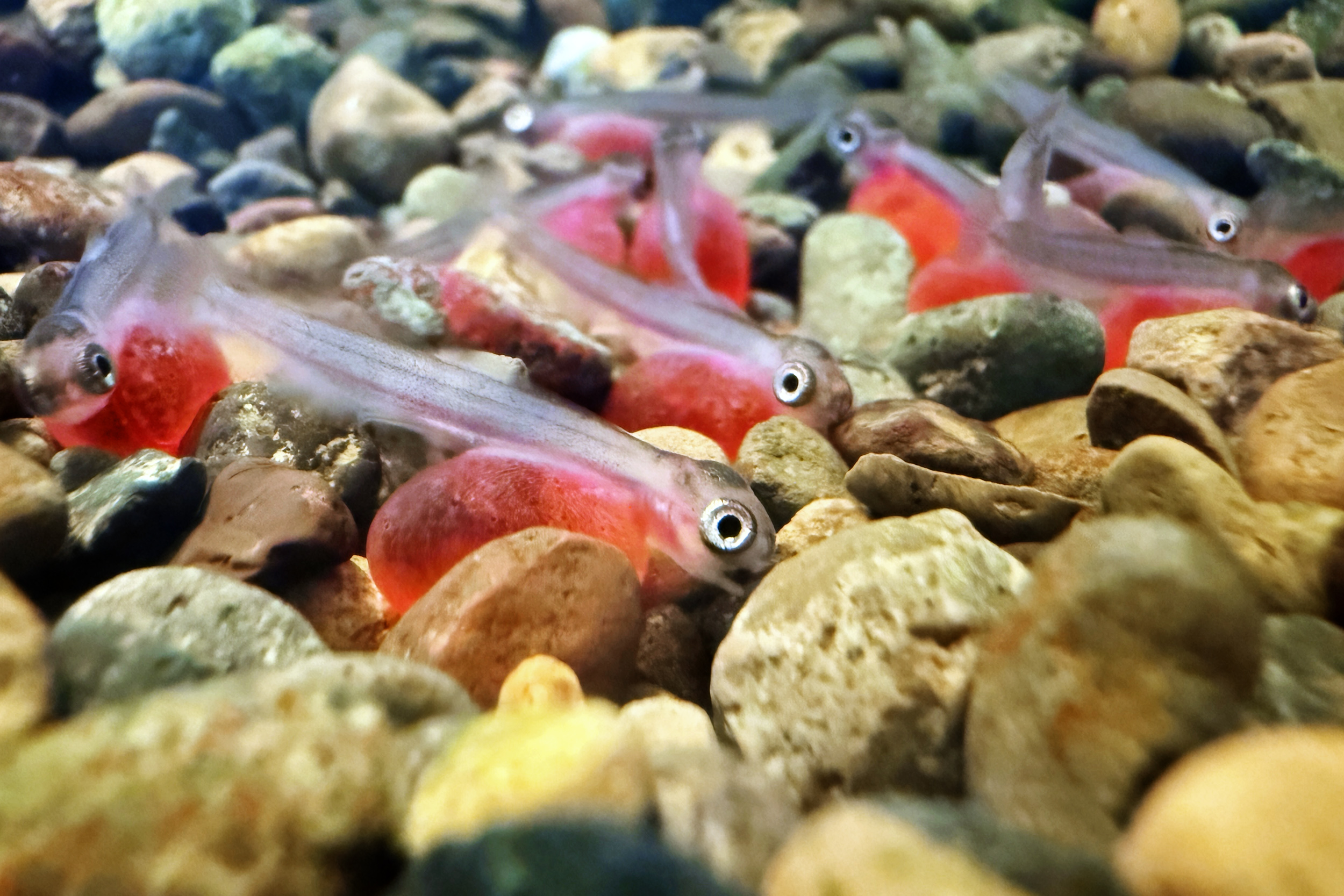 Teeny weeny itsy bitsy sac fry | A day A Photo