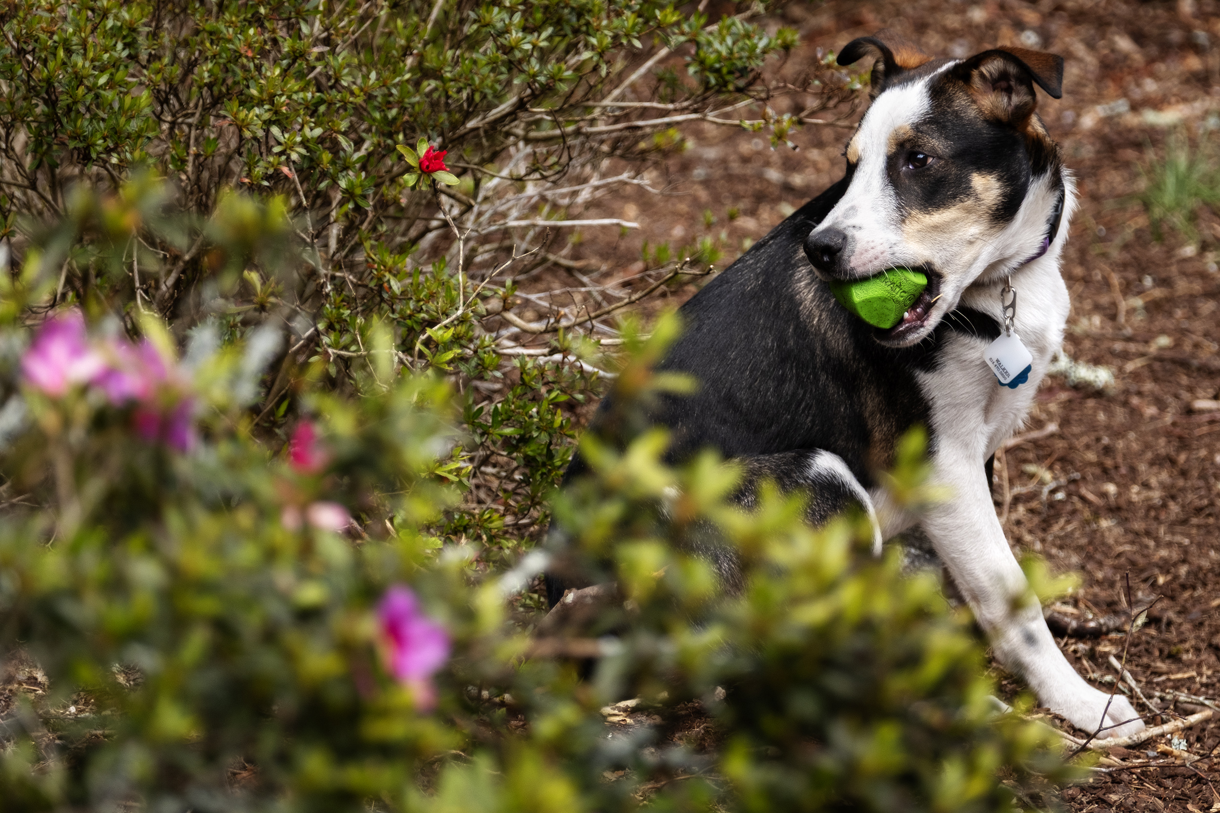 A come hither pose | A day A Photo