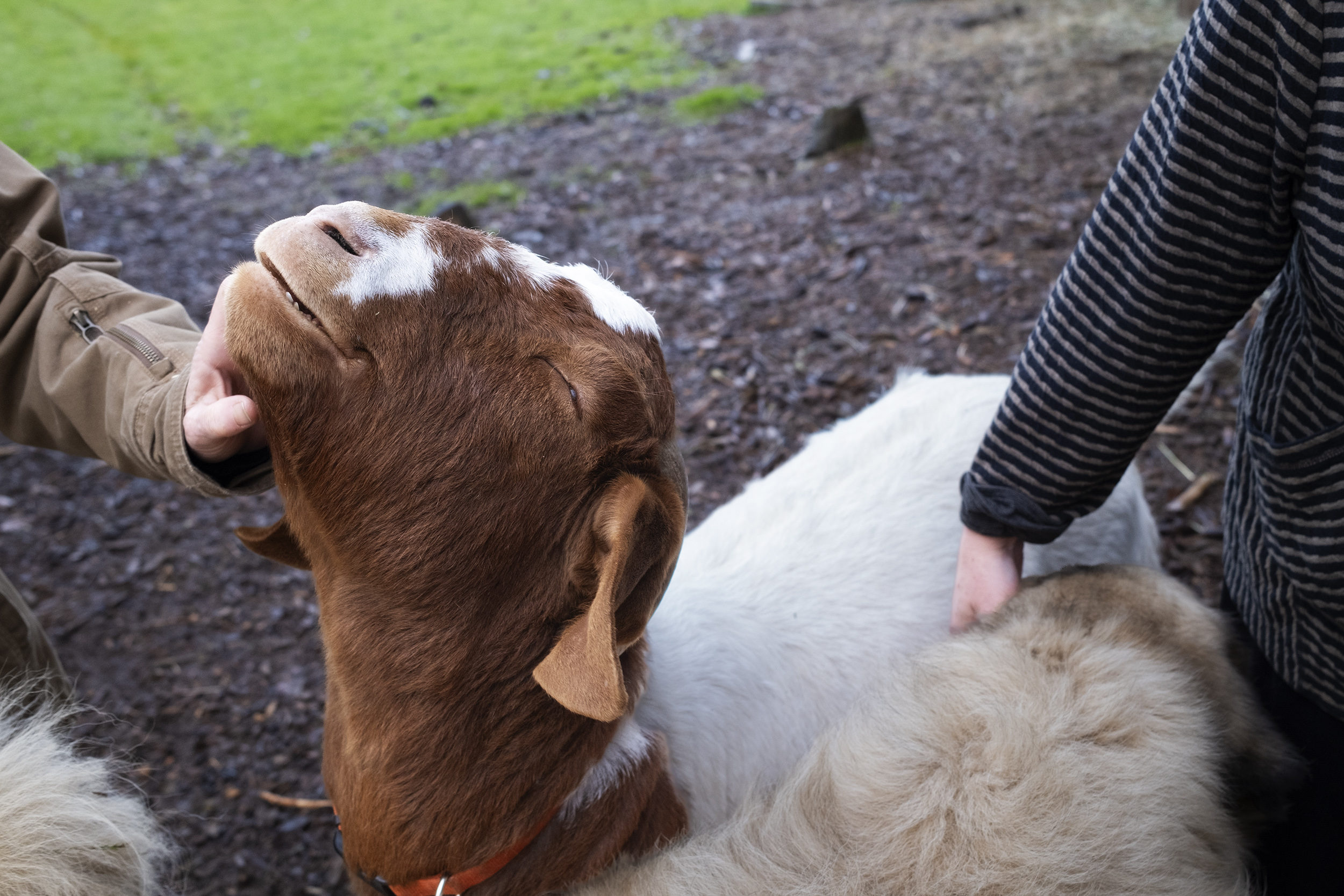 This is what a happy goat looks like | A day A Photo